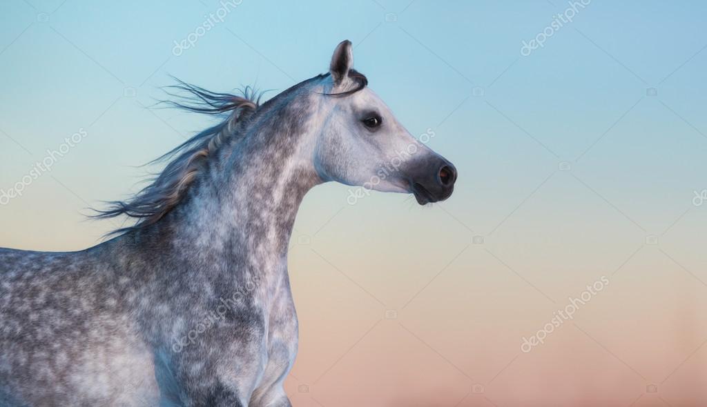 Gray Arabian Horses