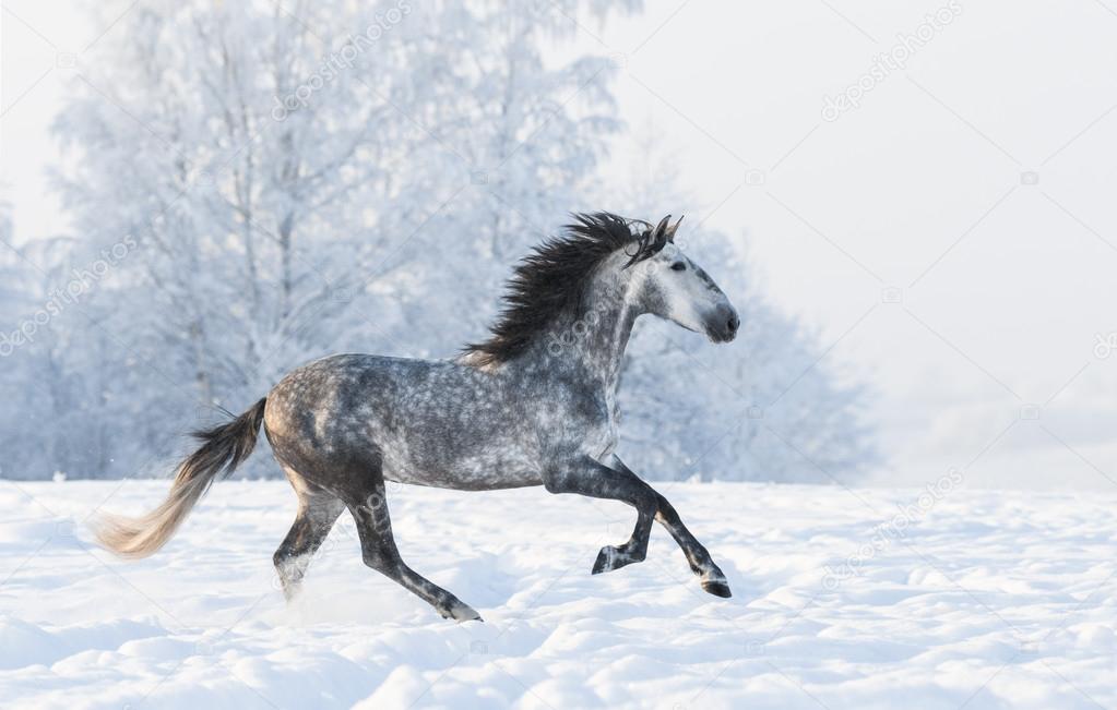 Grey Thoroughbred Stallion