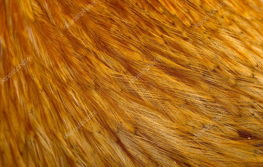 Texture of bird feathers Stock Photo by ©ksena32 100391742