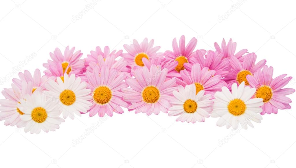 Pink Daisy Border