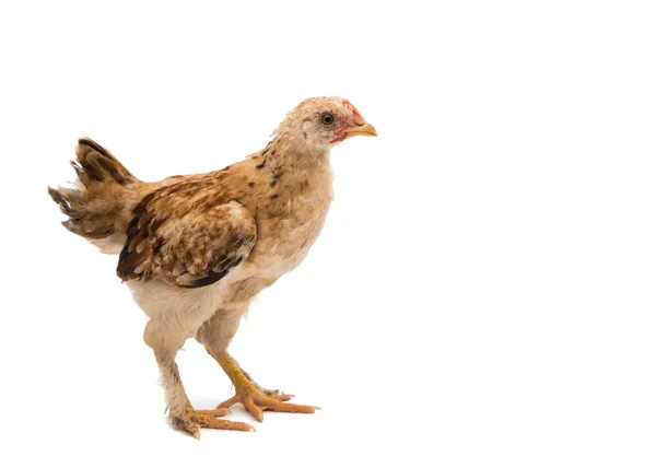 Pollo vivo fotos de stock, imágenes de Pollo vivo sin royalties ...