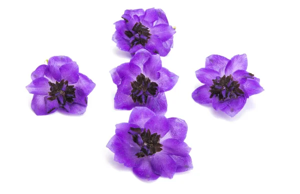 Delphinium Isolated White Background Stock Photo by ©ksena32 397009812