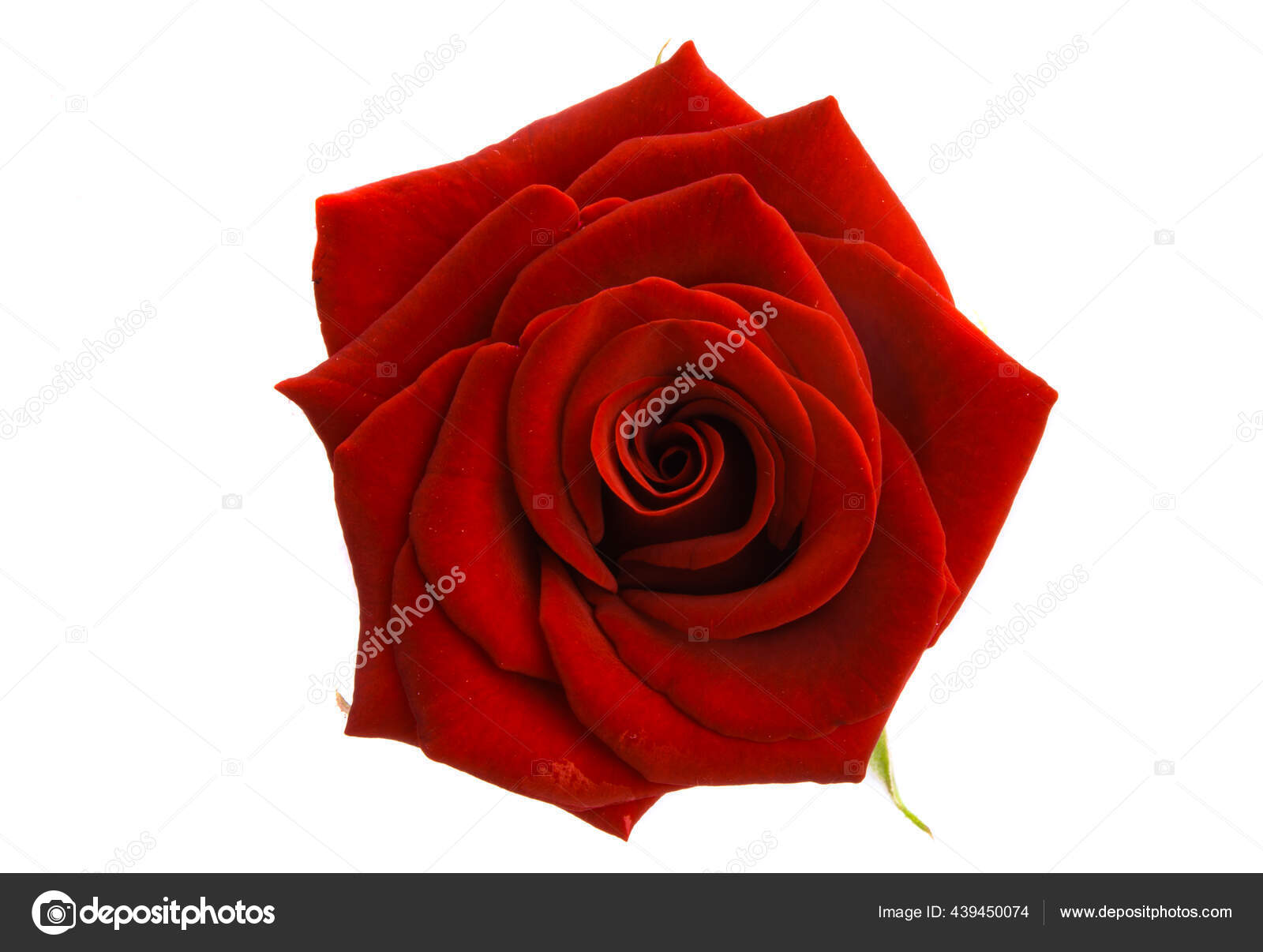 Dark Red Rose Isolated White Background — Stock Photo © ksena32 #439450074