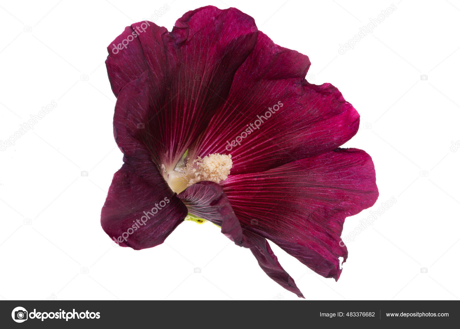 Beautiful Mallow Flower Isolated White Background Stock Illustration by ...