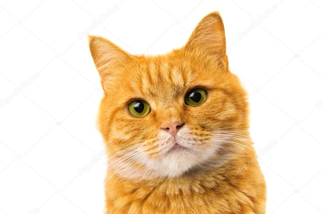 Ginger cat Stock Photo by ©ksena32 54998613