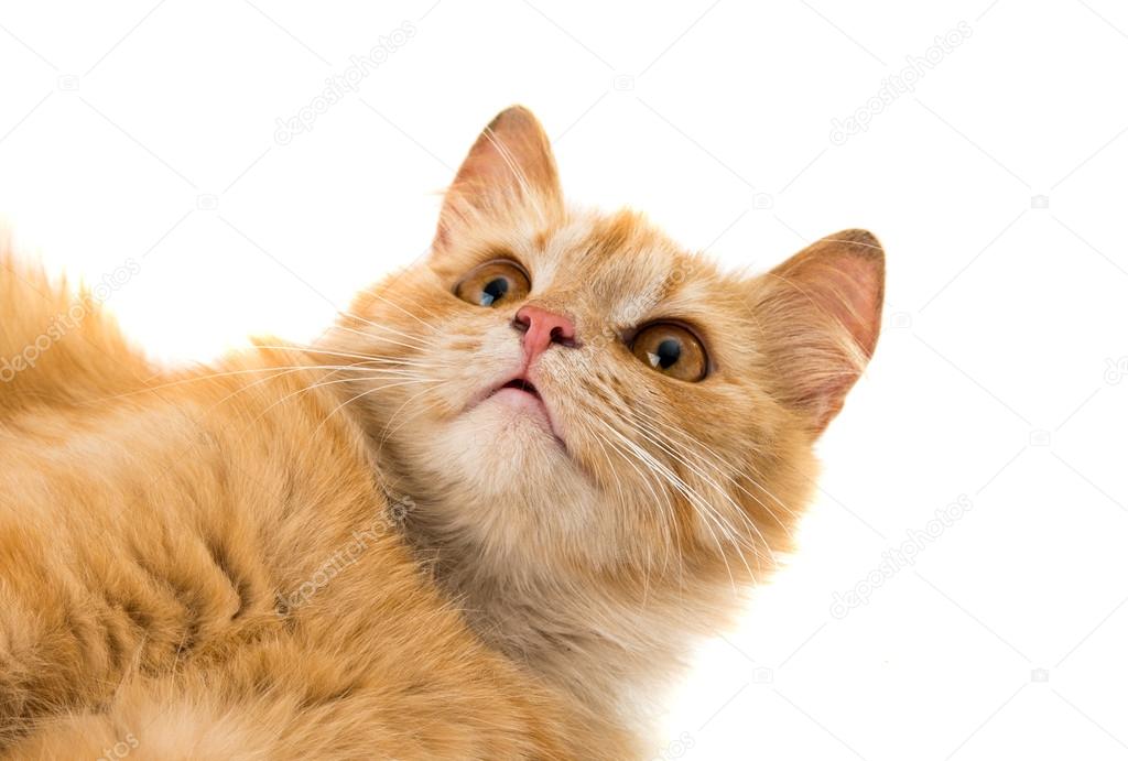 Cute red cat — Stock Photo © ksena32 #64453015