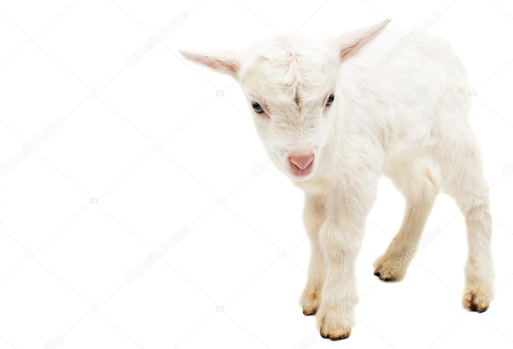 Chivo pequeño de leche de bebé blanco — Foto de stock © ksena32 #68487573