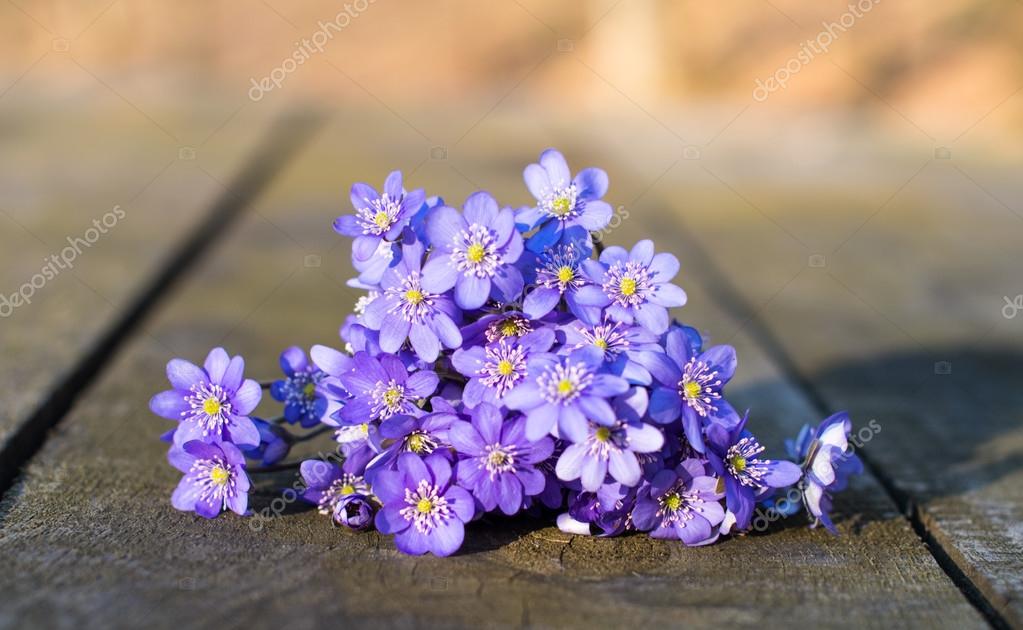 Purple hepatica nobilis Stock Photo by ©ksena32 68490843