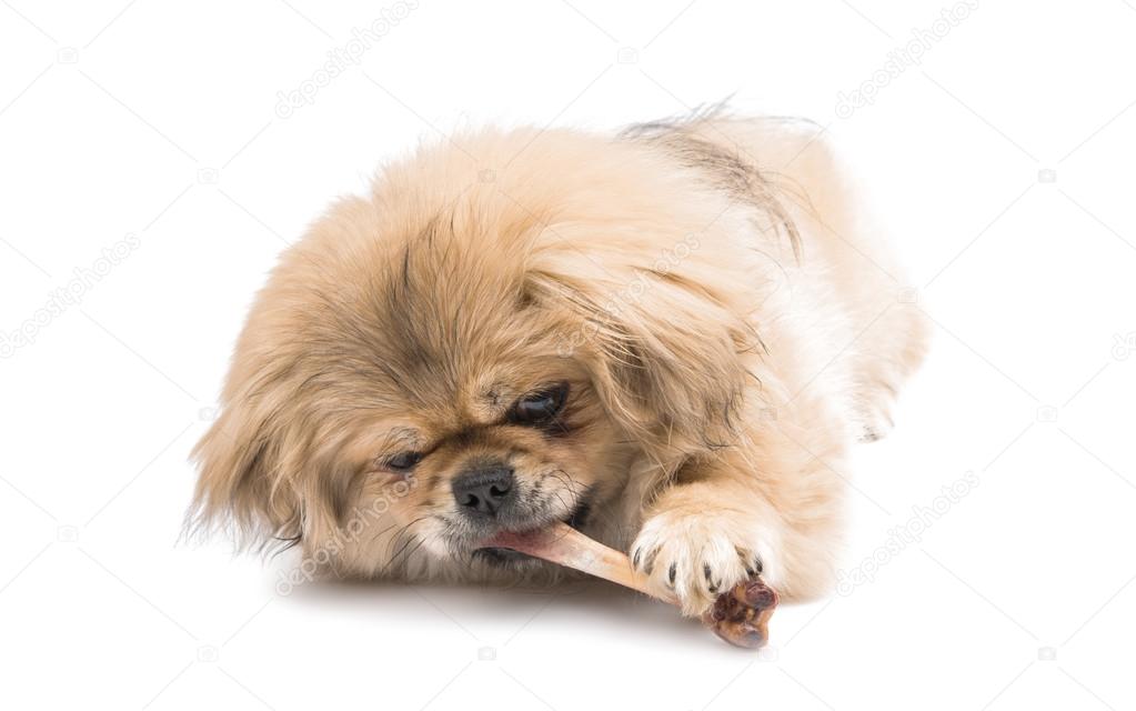 Are Bones Easily Digested By A Pekingese