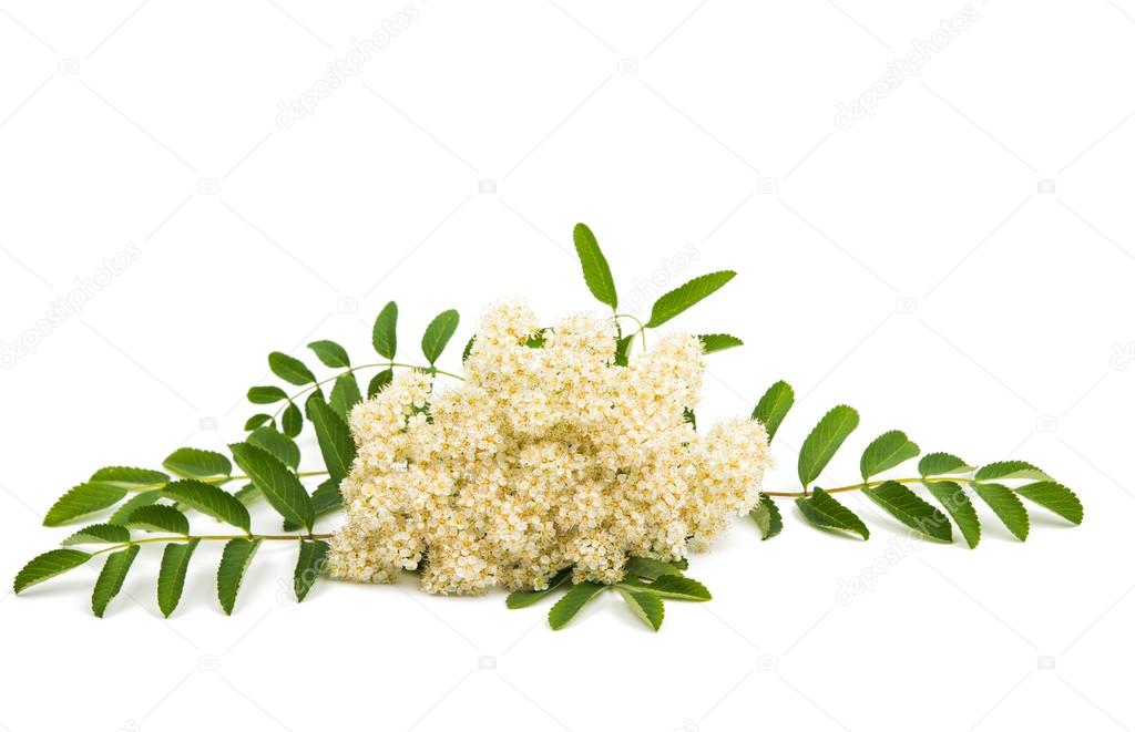 Mountain ash flower — Stock Photo © ksena32 #72724521