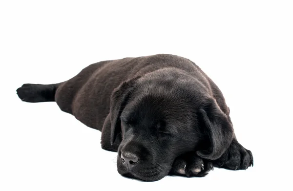 Black Labrador puppy Stock Photo by ©ksena32 64454291