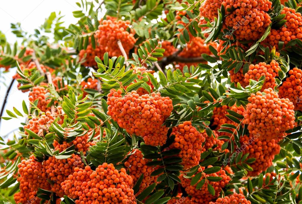 Rowan tree Stock Photo by ©ksena32 84160322