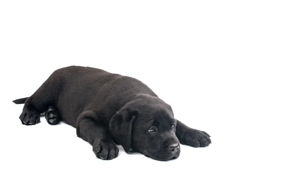 Black Labrador puppies — Stock Photo © ksena32 #64455411