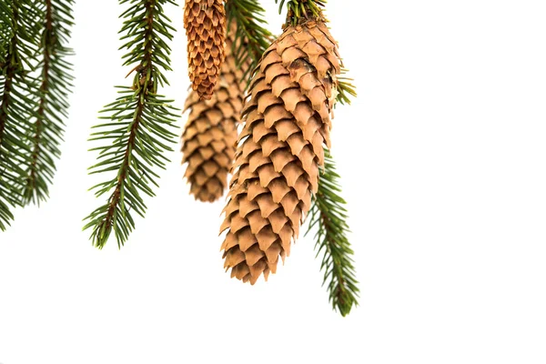 Atlas cedar cones Stock Photos, Royalty Free Atlas cedar cones Images ...