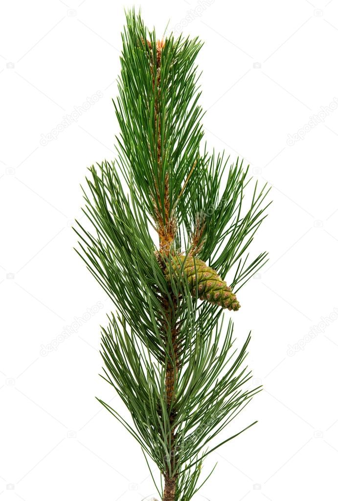 Sprig of pine cones Stock Photo by ©ksena32 91400234