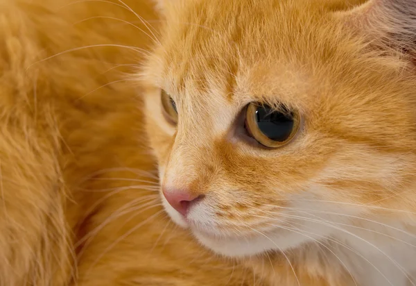 Handsome red tabby cat Stock Photo by ©ksena32 24468911