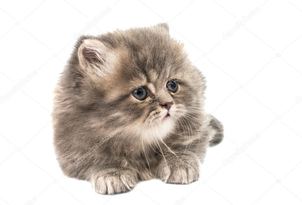 Beautiful fluffy kittens Stock Photo by ©ksena32 94887004
