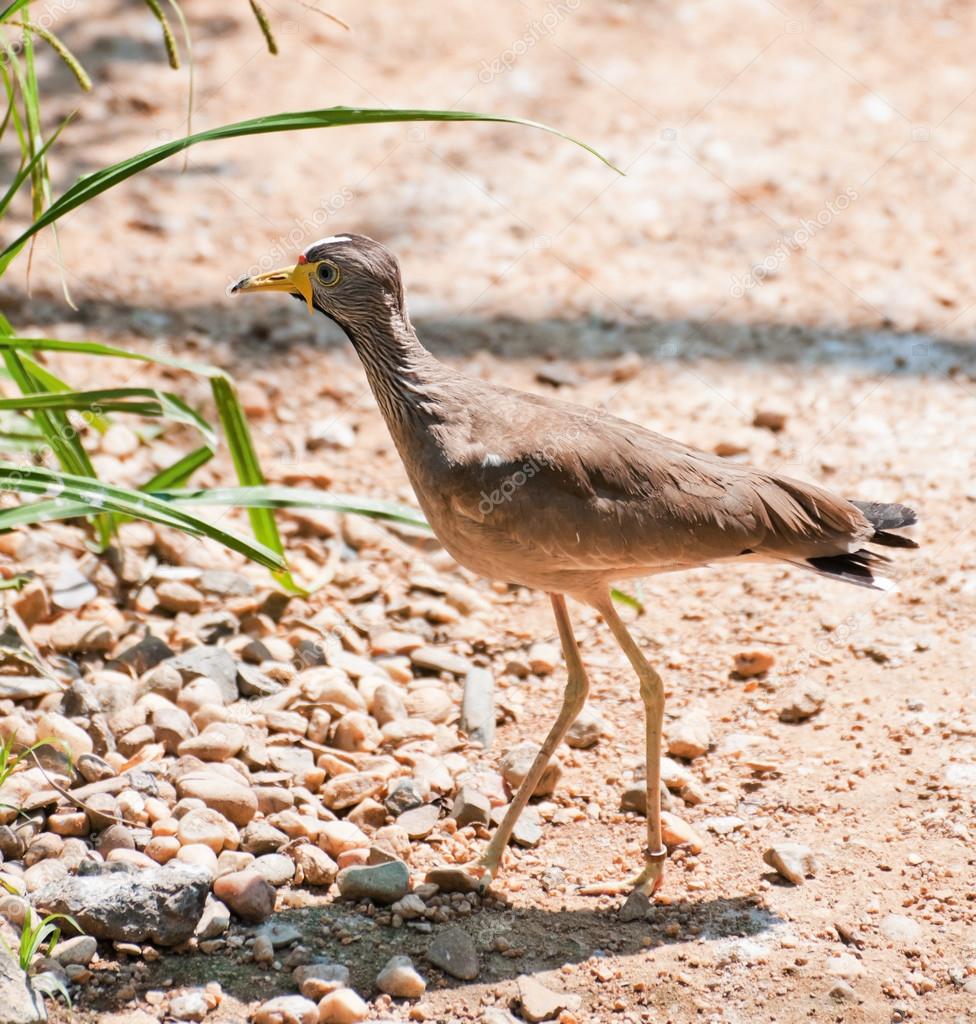 Burhinus capensis Stock Photo by ©valphoto 54789957