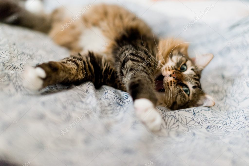 Cute Cat yawning — Stock Photo © valphoto #62142043