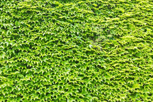 English Garden Ivy Wall Backdrop — Stock Photo © wolterke #14219653