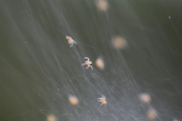 Baby spiders Stock Photos, Royalty Free Baby spiders Images | Depositphotos