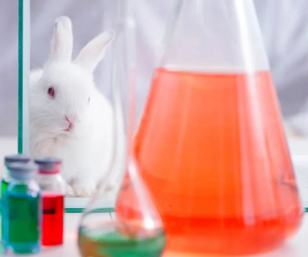 Rabbit lab Images - Search Images on Everypixel