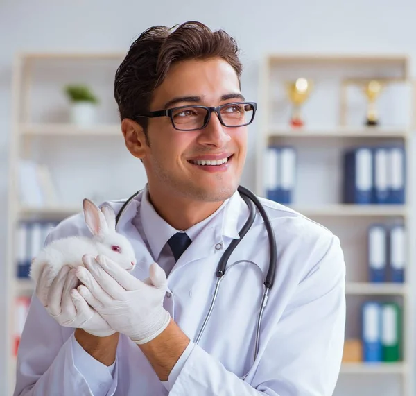 Vet doctor examining rabbit in pet hospital - Stock Image - Everypixel