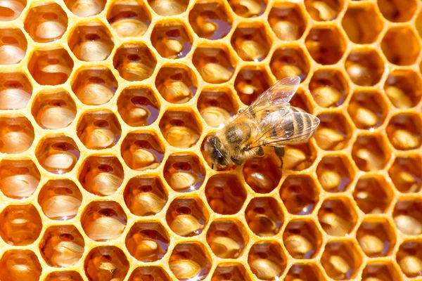 One bee works on honeycomb ⬇ Stock Photo, Image by © smaglov #11375861