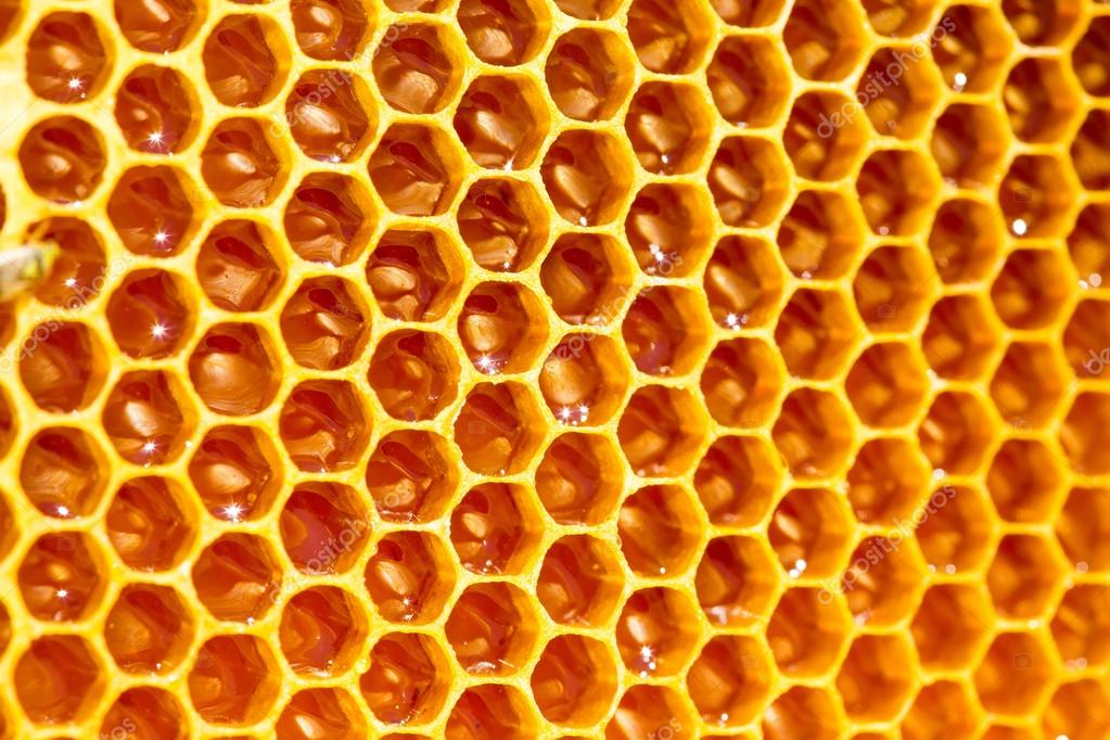 Bee honey in honeycomb — Stock Photo © kotomiti #52774035 Bee honey in honeycomb — Stock Photo © kotomiti #52774035