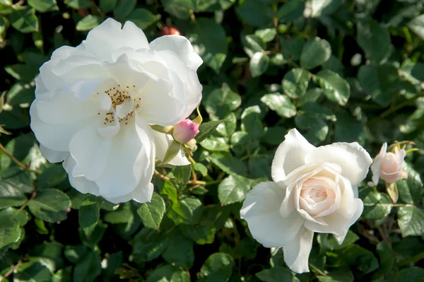 White rose bushes Stock Photos, Royalty Free White rose bushes Images ...