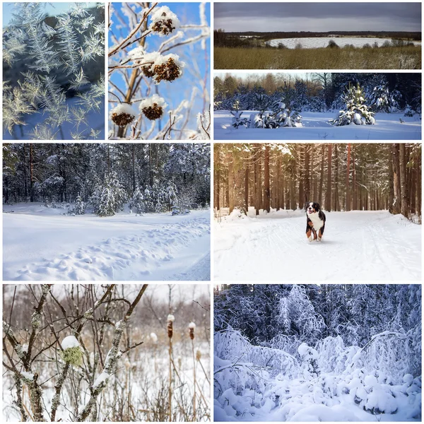 Winter Collage Stock Photo by ©icefront 5592262