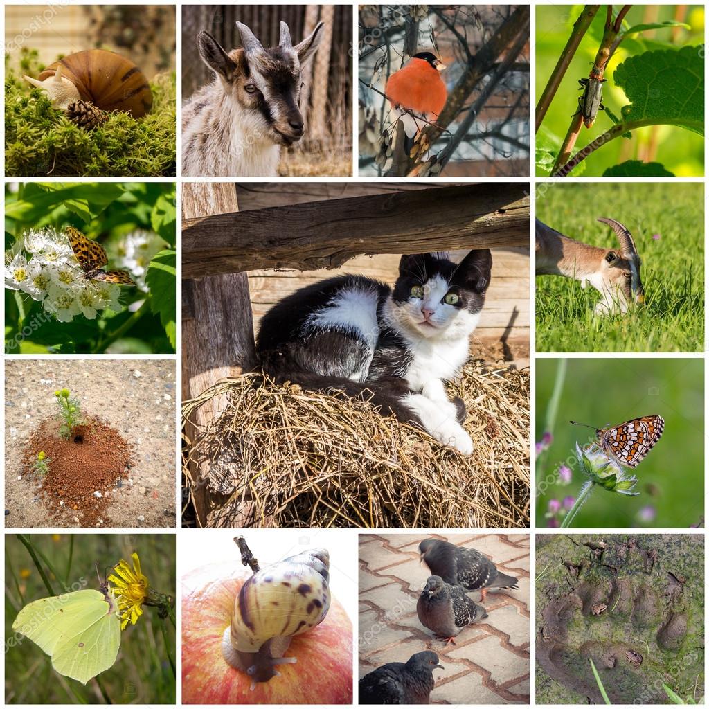 Collage con animales — Foto de stock #81398320 © leonikonst