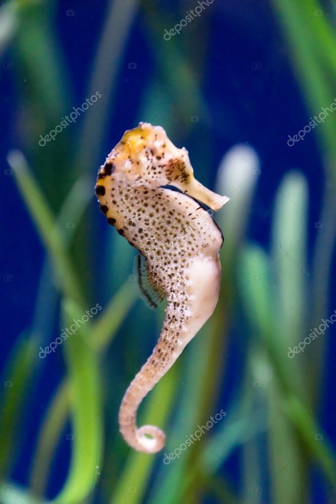 Horsefish Stock Photo loskutnikov 66903205