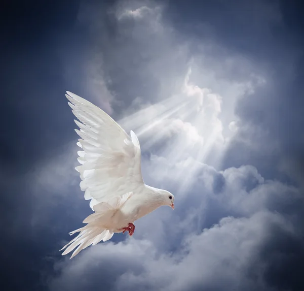 Blue dove background Stock Photos, Royalty Free Blue dove background ...