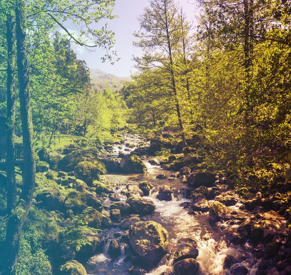 Mixed Trees Forest in Spring - Stock Image - Everypixel