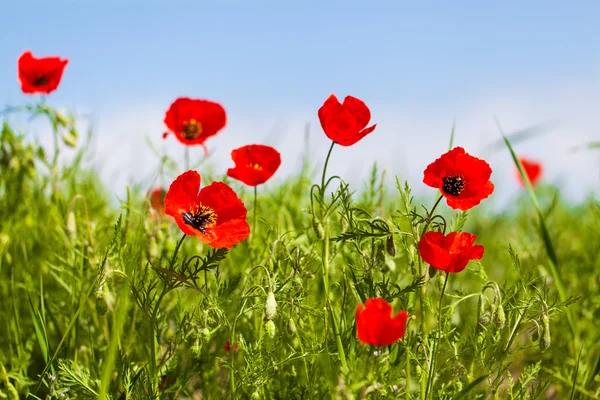 Poppy landscape Stock Photos, Royalty Free Poppy landscape Images ...
