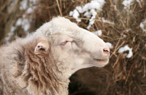 Frozen sheep Stock Photos, Royalty Free Frozen sheep Images | Depositphotos