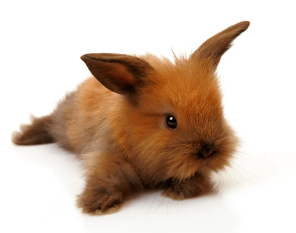 Fluffy brown bunny Stock Photo by ©Elena777 68427985