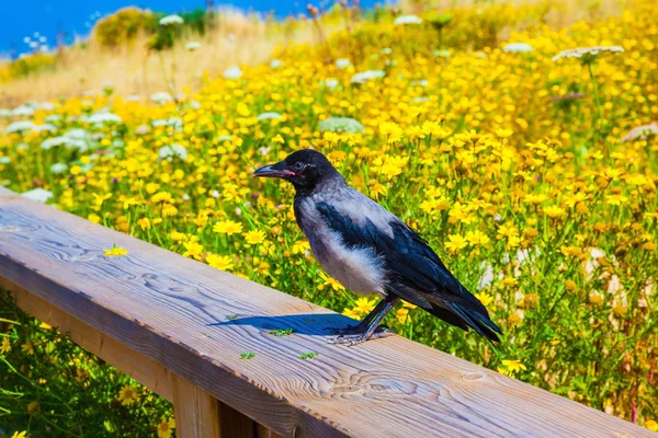 Raven rail Stock Photos, Royalty Free Raven rail Images | Depositphotos