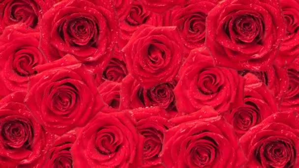 Animated Rose Wallpapers