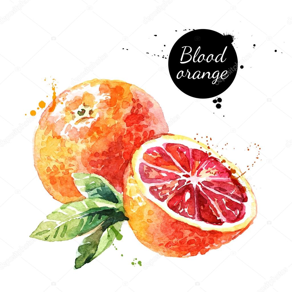 Watercolor blood orange Stock Vector Image by ©pimonova #113640846