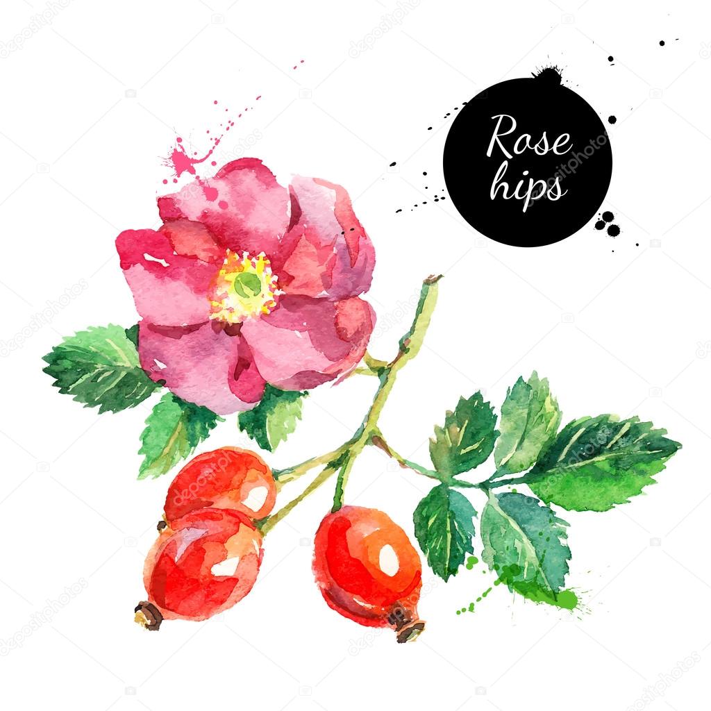 Acuarela dibujada a mano pintura rosa mosqueta Vector de stock por ...