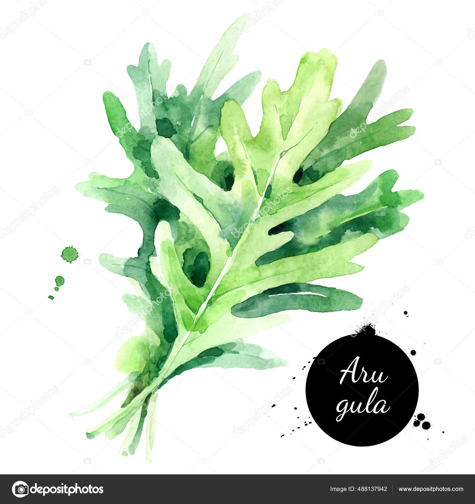 Watercolor Arugula Herb Illustration Vector Painted Isolated Superfood ...