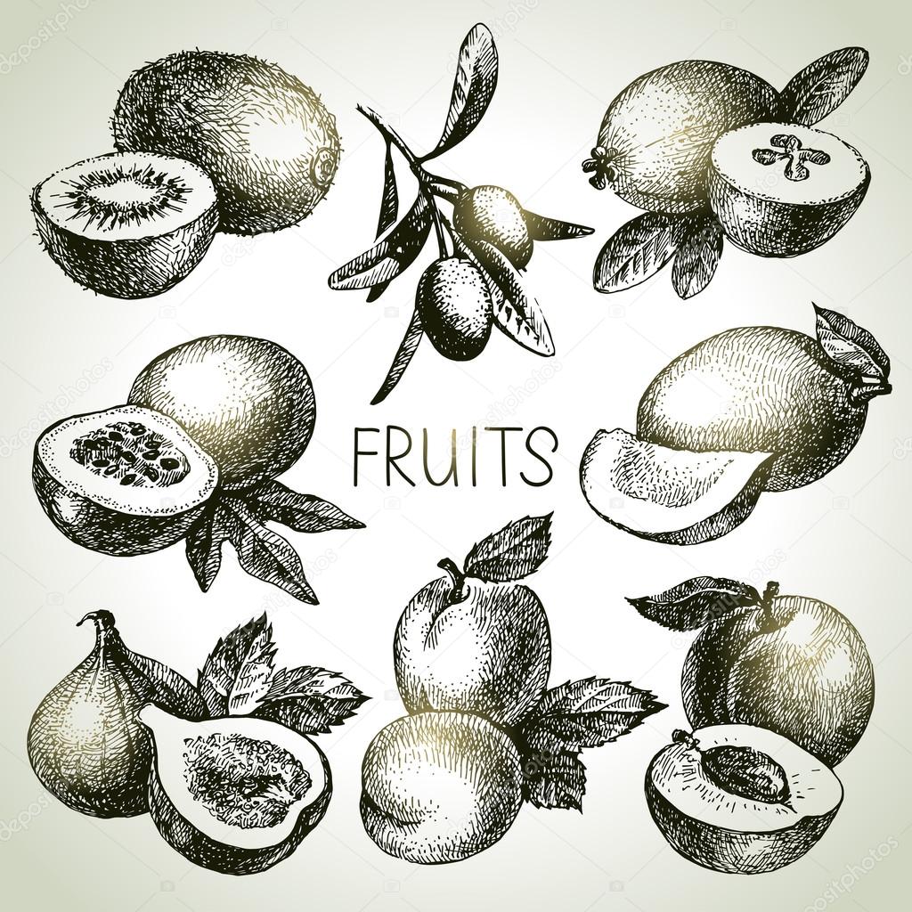 Image vectorielle Croquis dessiné à la main fruits ensemble . par ...
