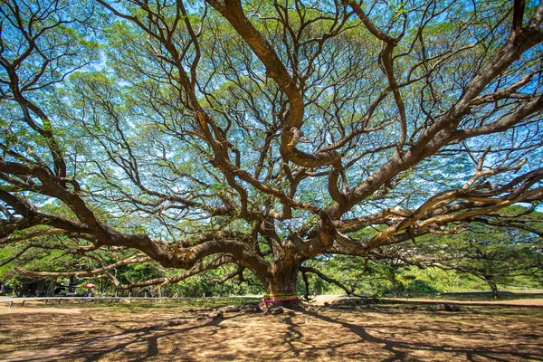 Giant tree in Kanchanaburi province - Stock Image - Everypixel