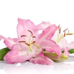 Two pink lily flowers Stock Photo by ©karandaev 27194283