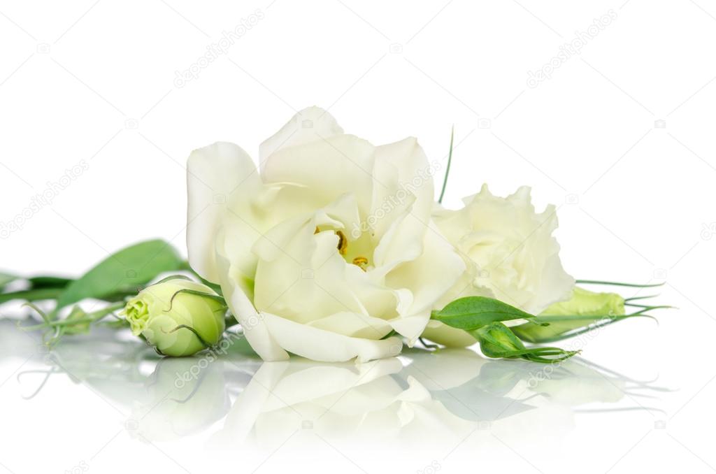 Beautiful white eustoma flowers isolated on white background Stock ...