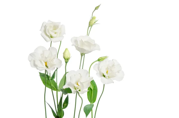 Eustoma flowers Stock Photo by ©Soyka564 34352461