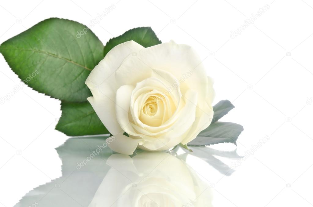 Beautiful single white rose lying down on a white background Stock ...
