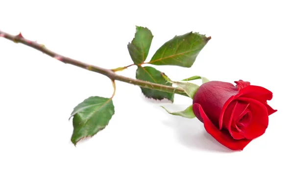 Beautiful single red rose lying down on a white background — Stock Photo © Soyka564 #67636851